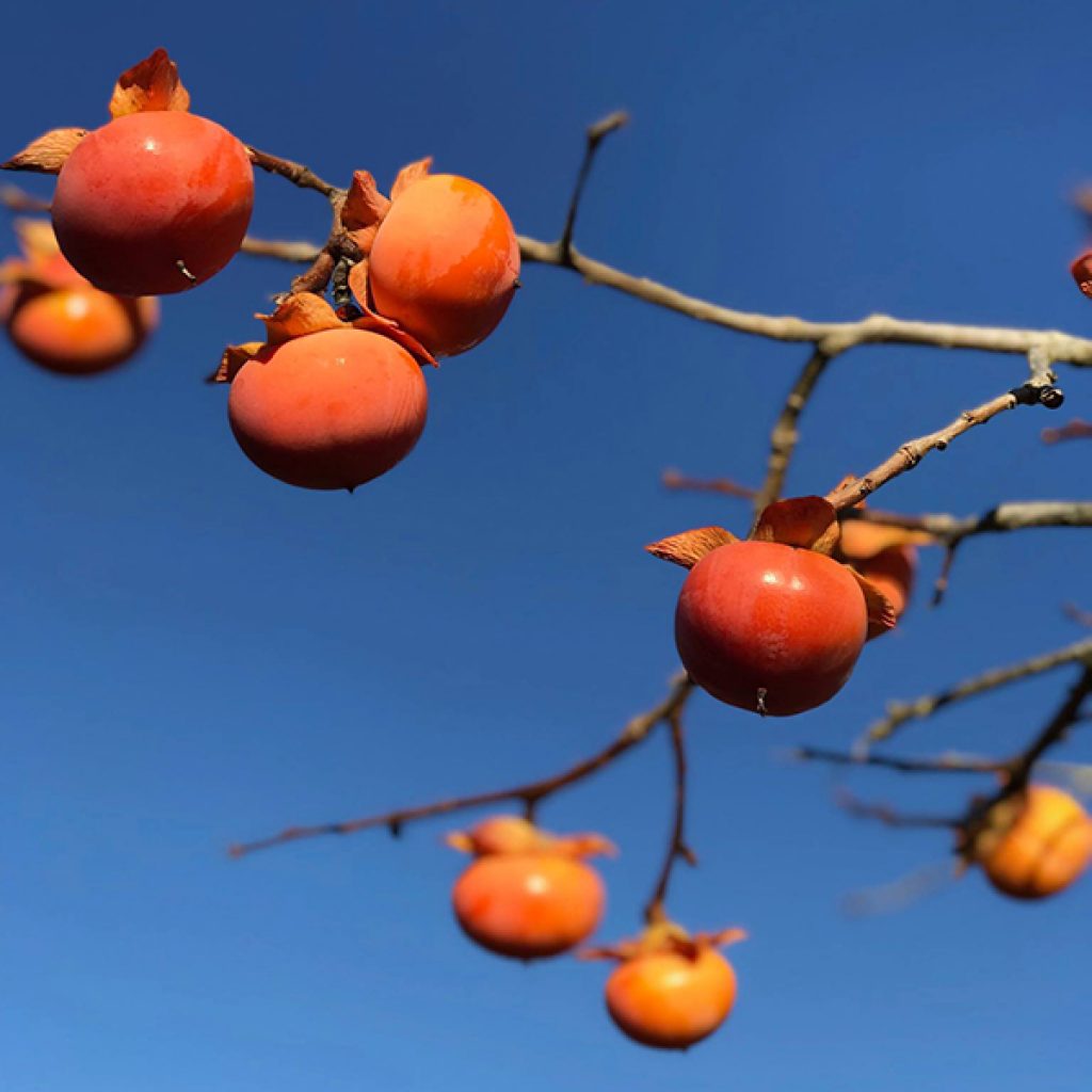 Persimmon at The Oregon Garden – The Oregon Garden
